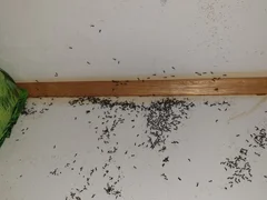 Combat Ant-Rid Liquid reviews | ProductReview.com.au