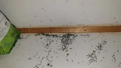 Combat Ant-Rid Liquid reviews | ProductReview.com.au