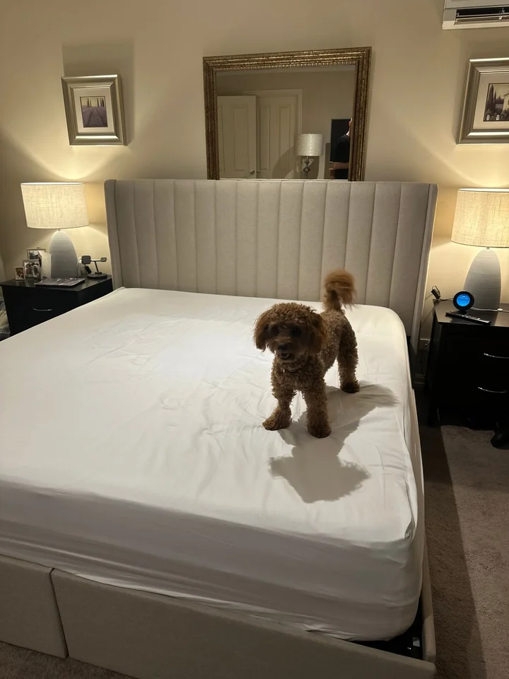 Koala Plus Mattress reviews | ProductReview.com.au