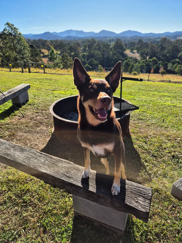 Lyka Pet Food reviews | ProductReview.com.au