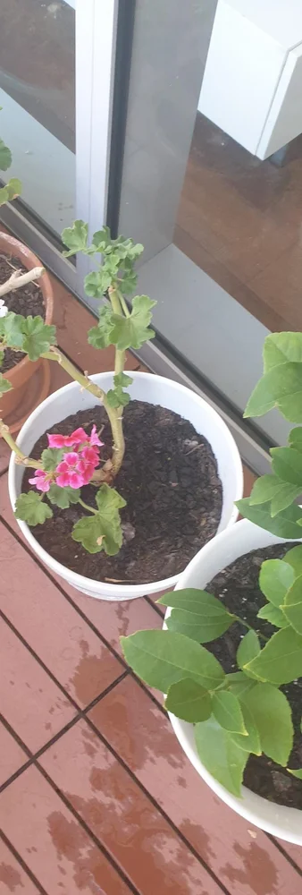 Hello Hello Plants & Garden Supplies reviews | ProductReview.com.au