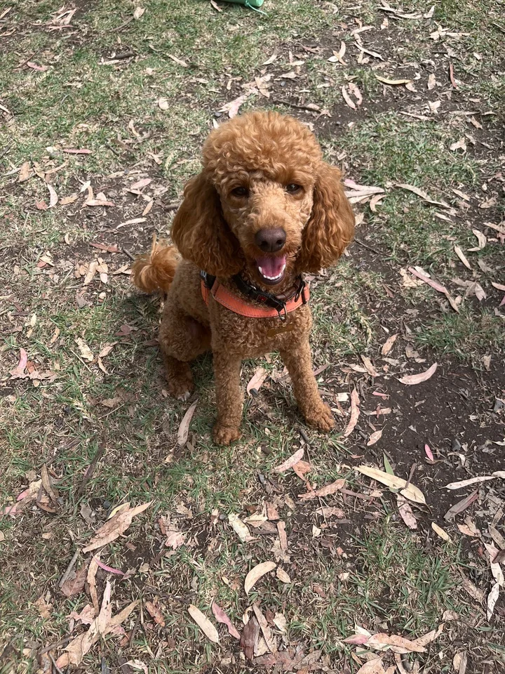 Lyka Pet Food reviews | ProductReview.com.au