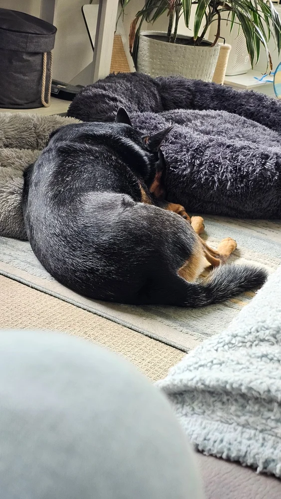 Sash Beds reviews | ProductReview.com.au