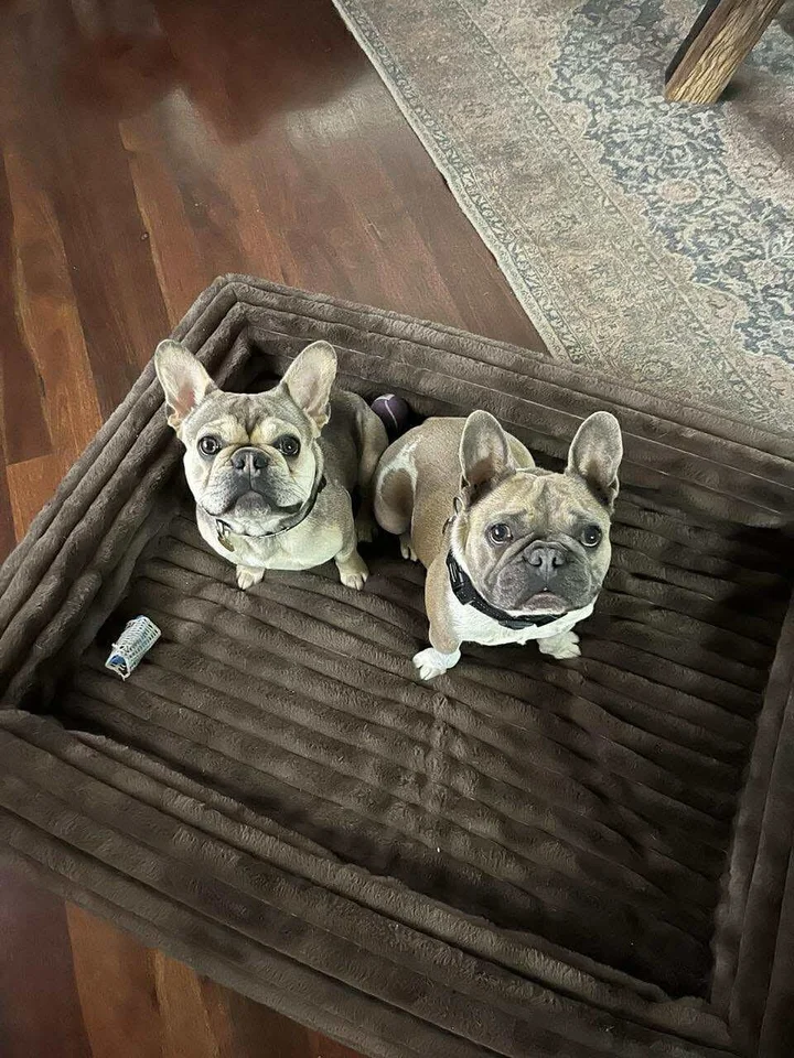 Dazy Dog Memory Foam Dog Bed reviews | ProductReview.com.au