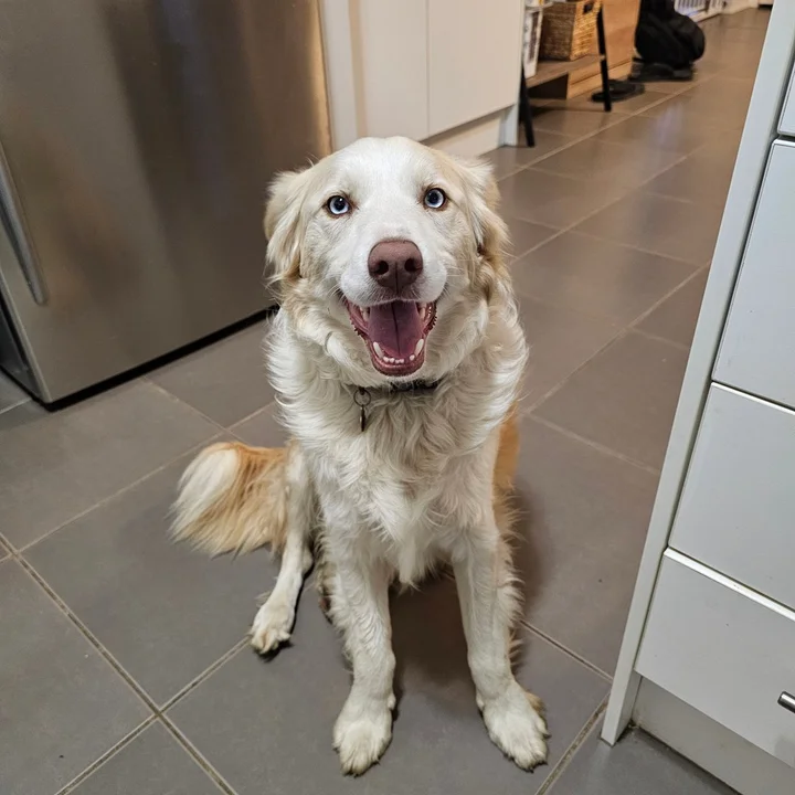 Stockman & Paddock Dog Food reviews | ProductReview.com.au