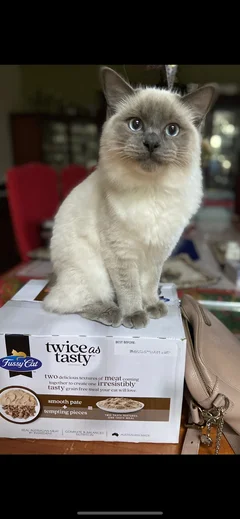 Best Cat Food in 2025 as reviewed by Australian consumers ...