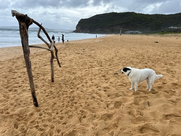 Lyka Pet Food reviews | ProductReview.com.au